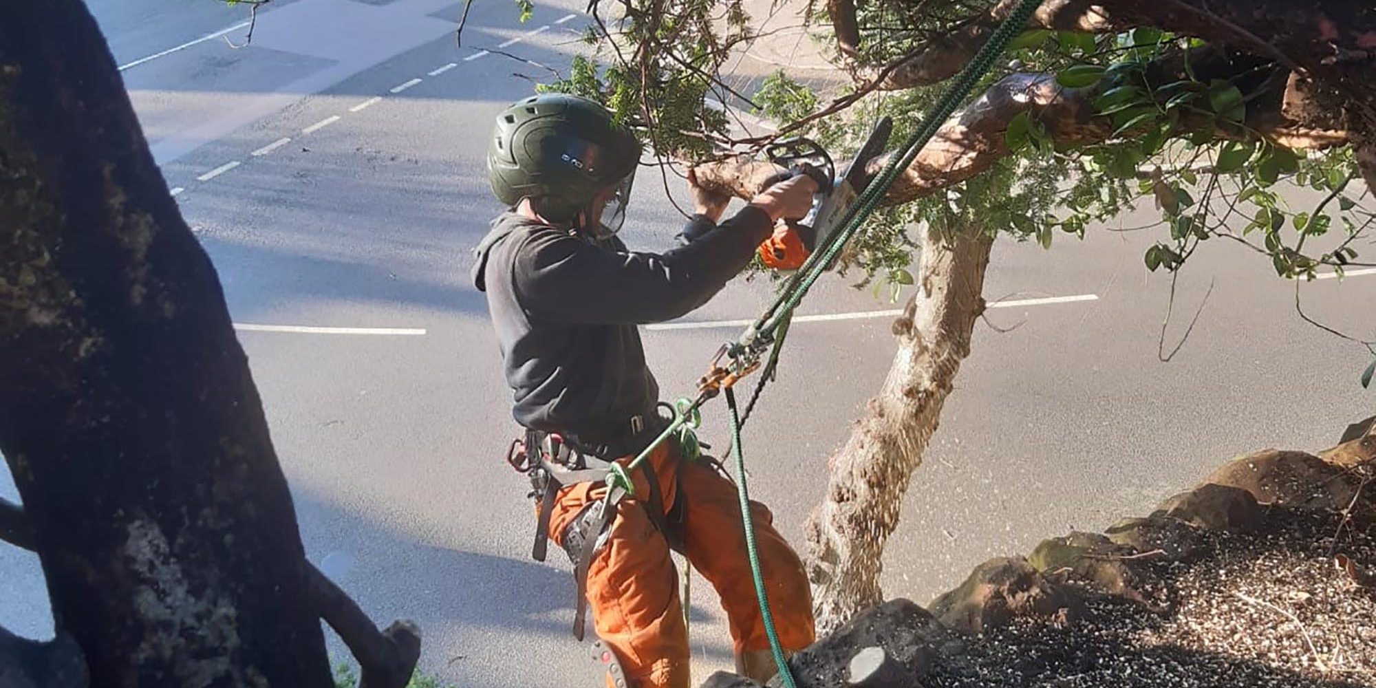 Tree Maintenance - CK-Gardens